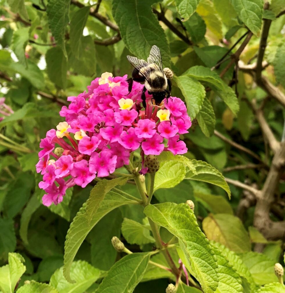 Native Bee Diversity with Ecologist, John Kim - Fairfield County Look